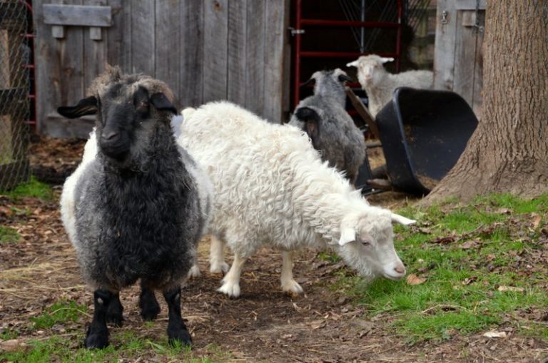 Wool-Yielding Animals for Yarn and Fiber - Countryside